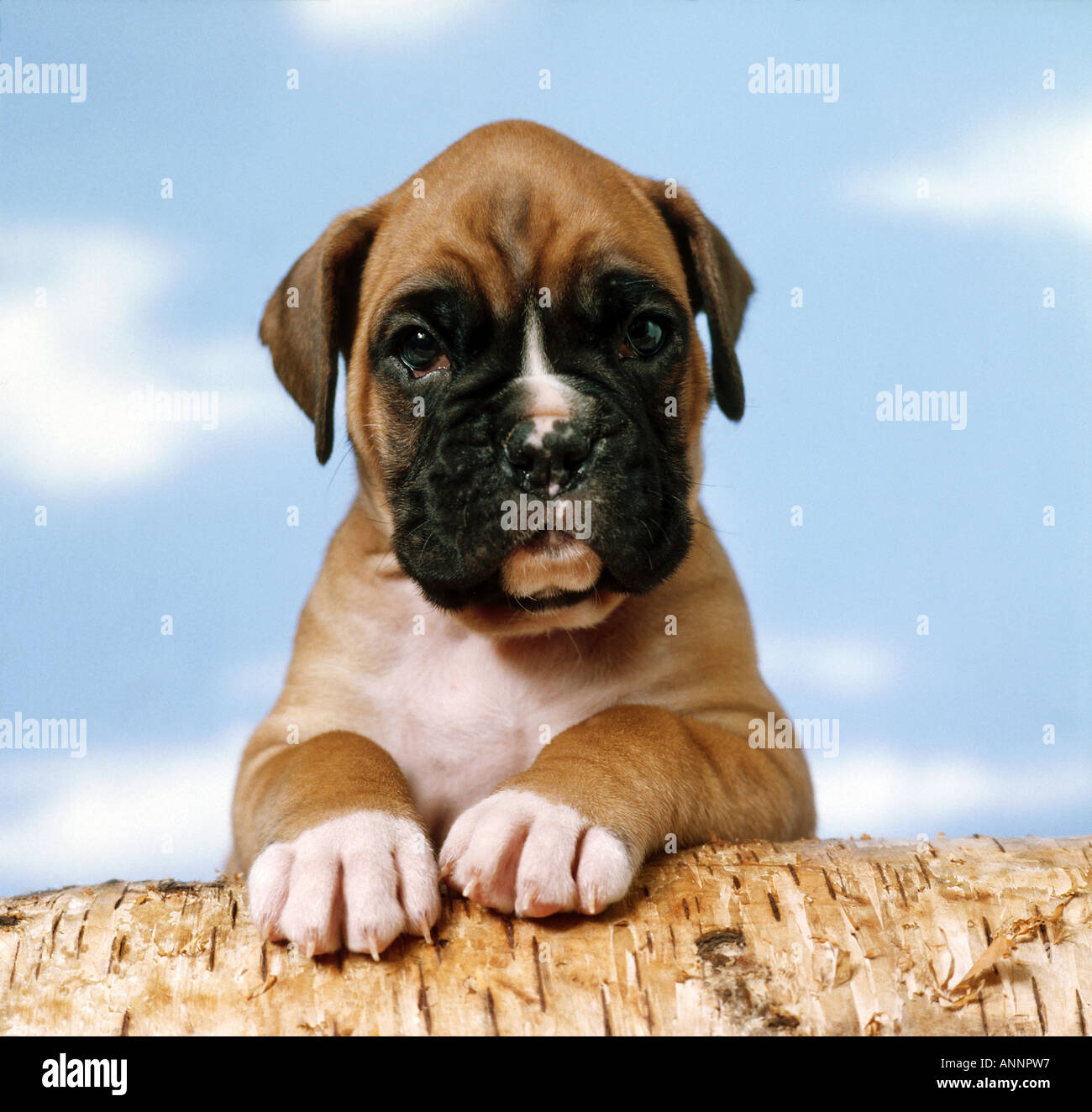 Boxer puppy, outdoors hi-res stock photography and images - Alamy