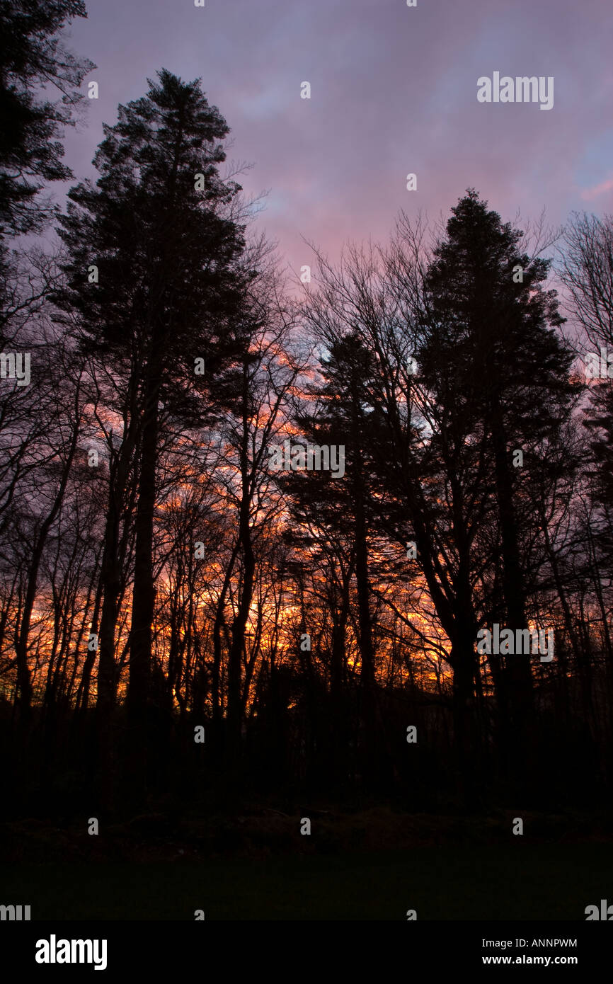 Dawn Sky through the trees in Kerry, Ireland Stock Photo - Alamy