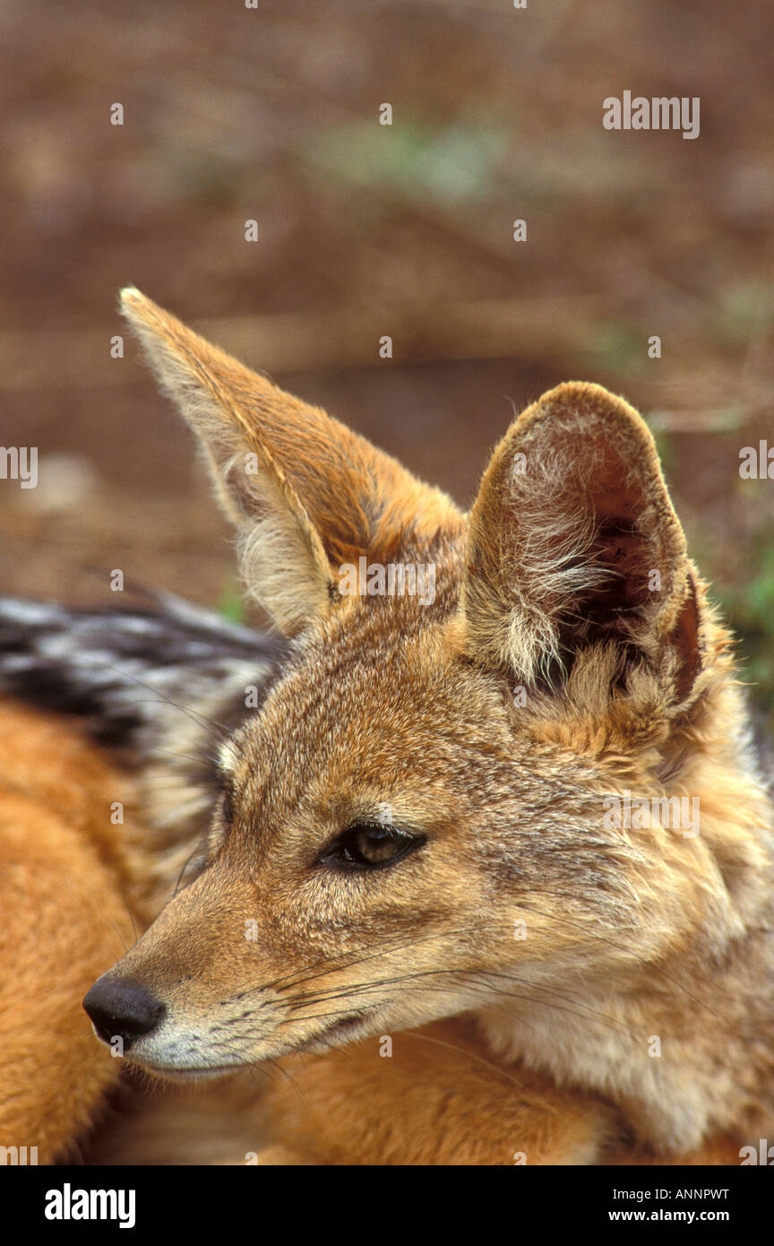 Portrait of an adult Black or Silver backed Jackal resting in Nairobi ...