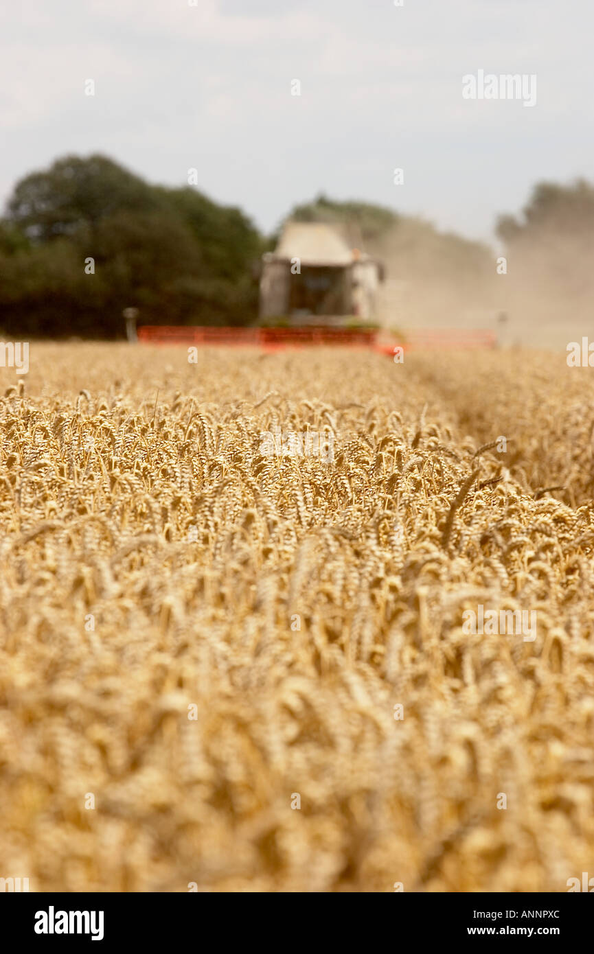 Wheat harvest on a 200 acre farm in Bosham west sussex the wheat is dry ...