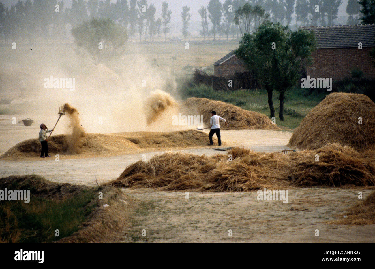 Farmers threshing corn hi-res stock photography and images - Alamy