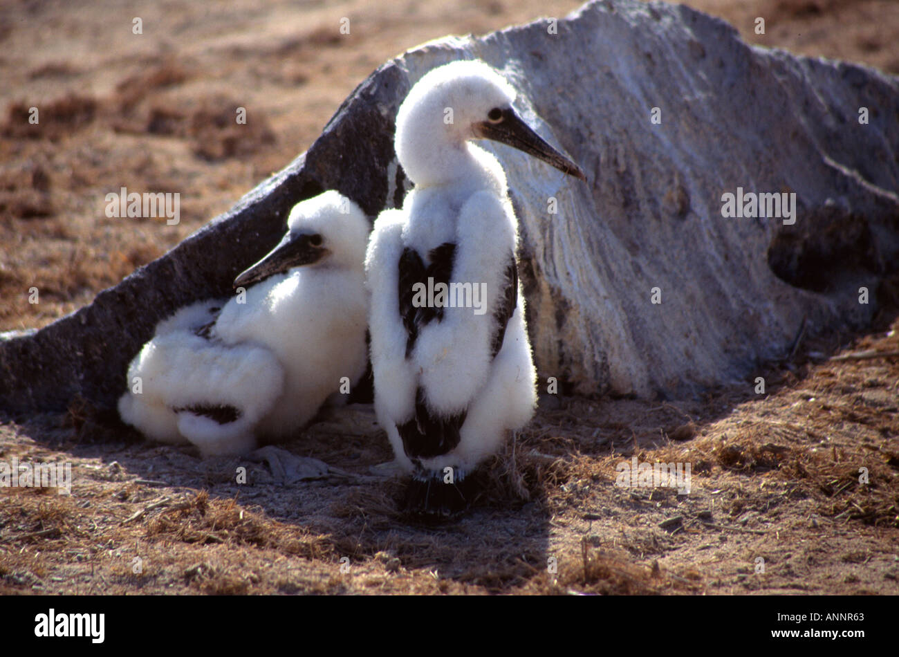 Cute fluffy Blue footed Booby bird chicks sitting sheltering behind a ...