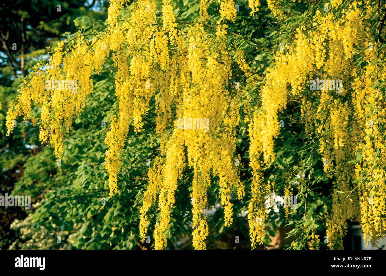 Beautiful yellow Laburnum in summer England UK Stock Photo - Alamy