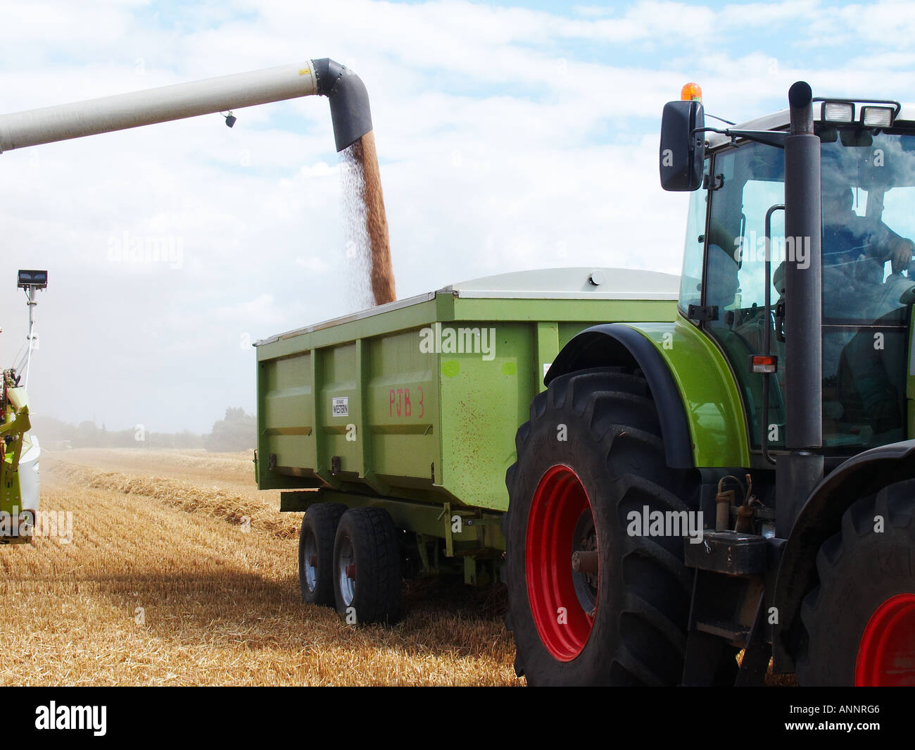 Grains of wheat being loaded into a hopper being pulled by a tractor ...