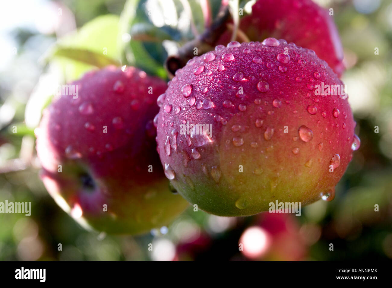 Kent apple discovery hi-res stock photography and images - Alamy