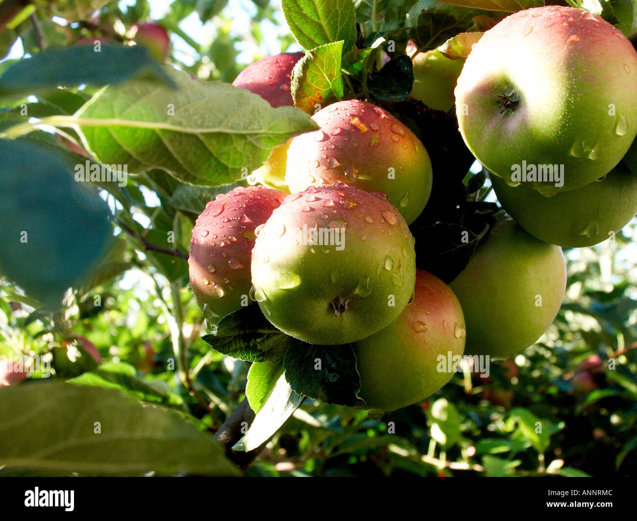 Kent apple discovery hi-res stock photography and images - Alamy