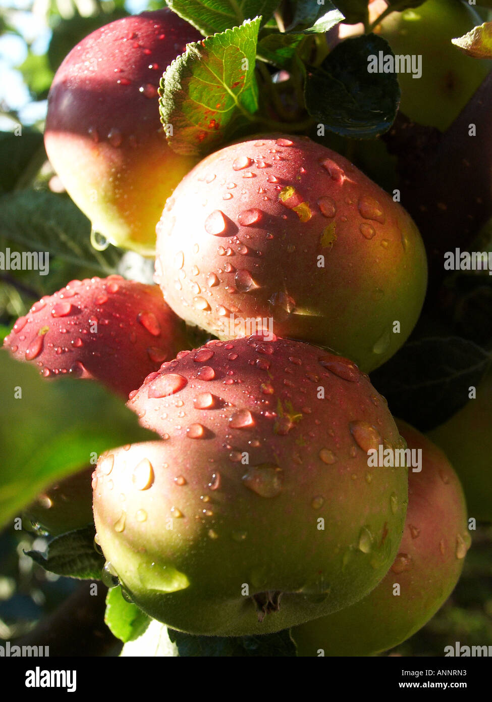 Kent apple discovery hi-res stock photography and images - Alamy