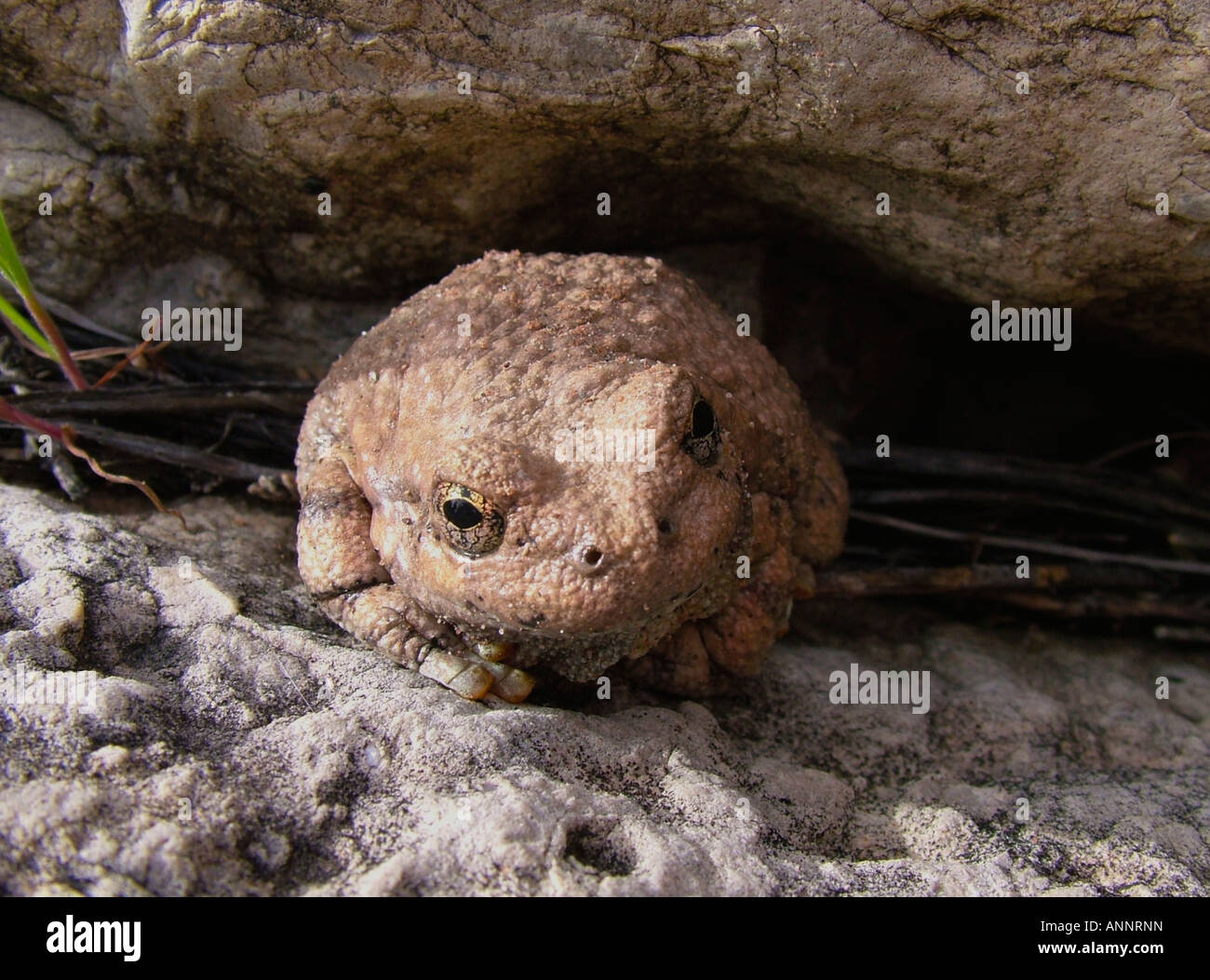 Toad by creek hi-res stock photography and images - Alamy
