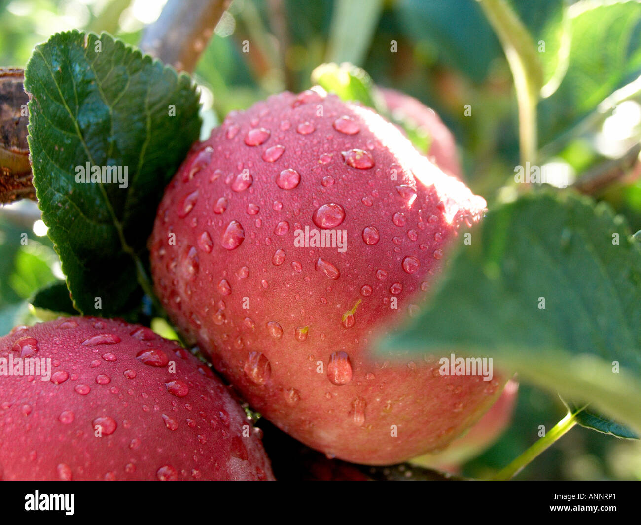 Kent apple discovery hi-res stock photography and images - Alamy