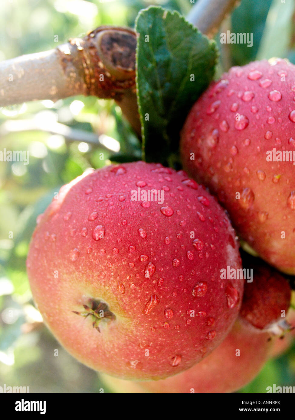 Kent apple discovery hi-res stock photography and images - Alamy