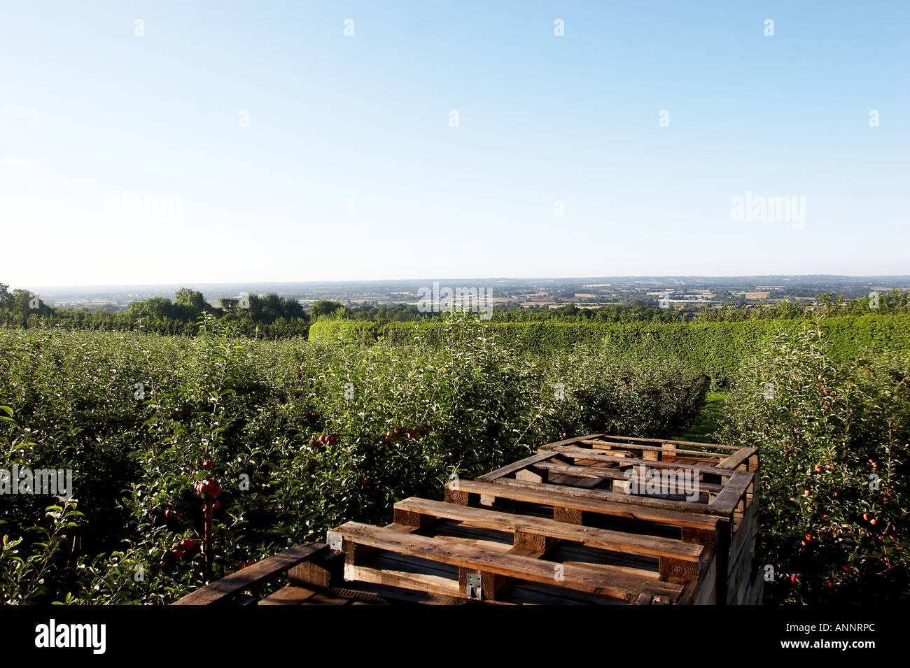 Apple orchard in kent, England Stock Photo - Alamy