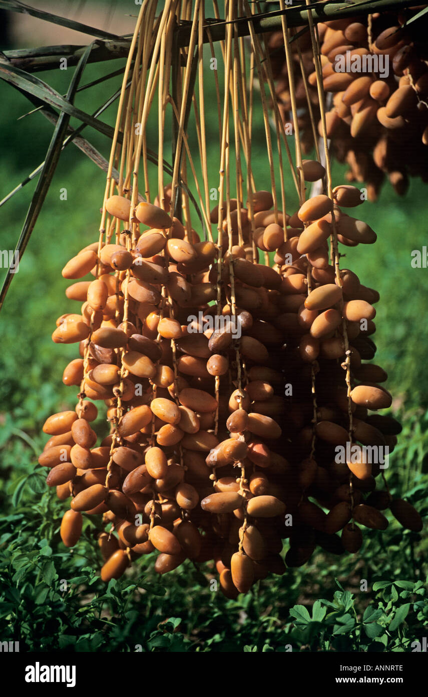 Clusters dates in date palm hi-res stock photography and images - Alamy