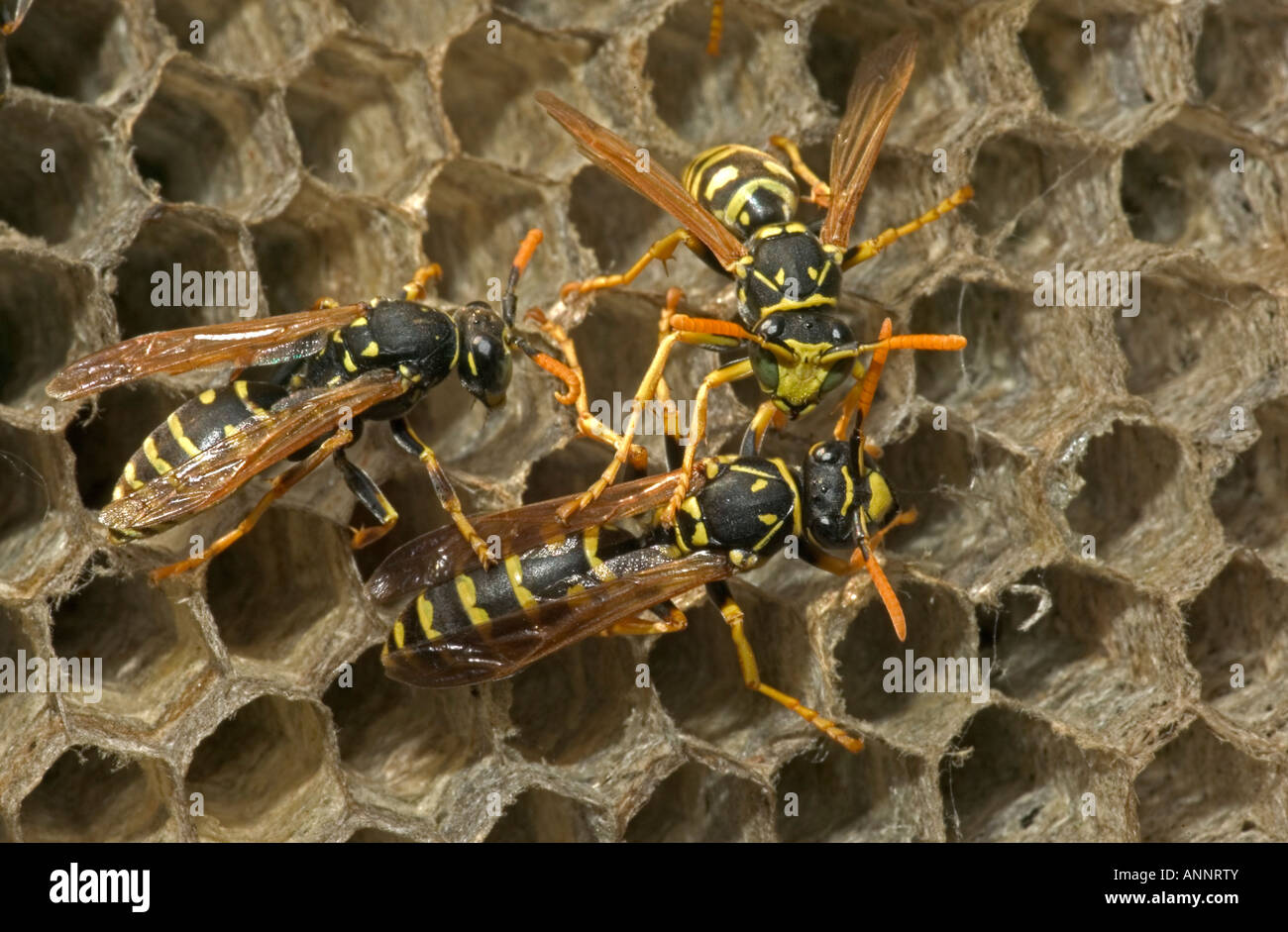 European Paper Wasps (Polistes dominulus) on comb - New York Stock ...