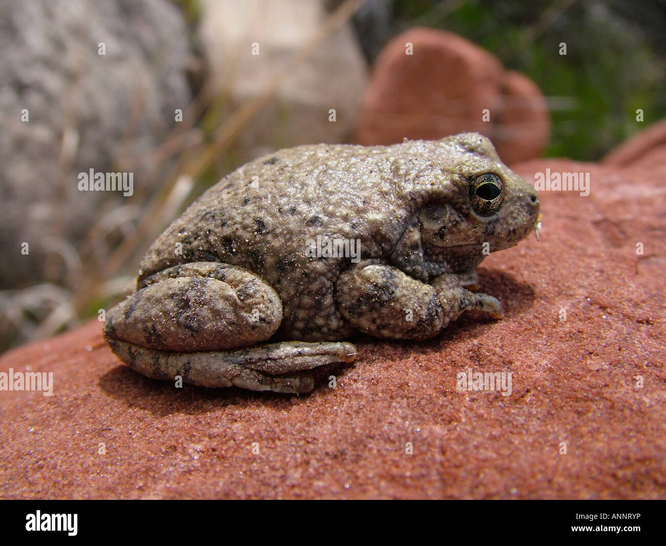 A Canyon Tree Frog or Arizona Tree Frog (Hyla arenicolor) along Kwagunt ...
