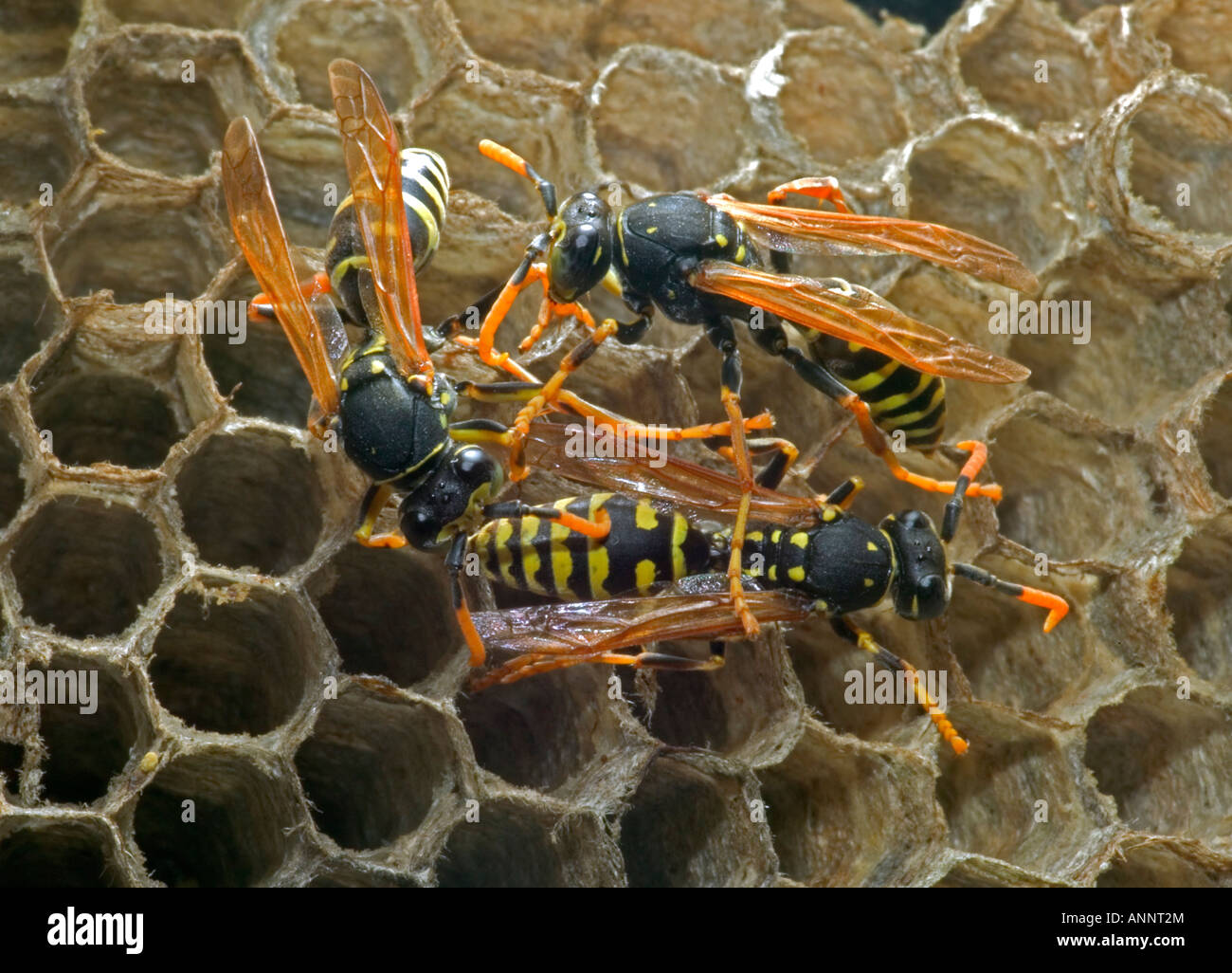 Carnivorous wasps hi-res stock photography and images - Alamy