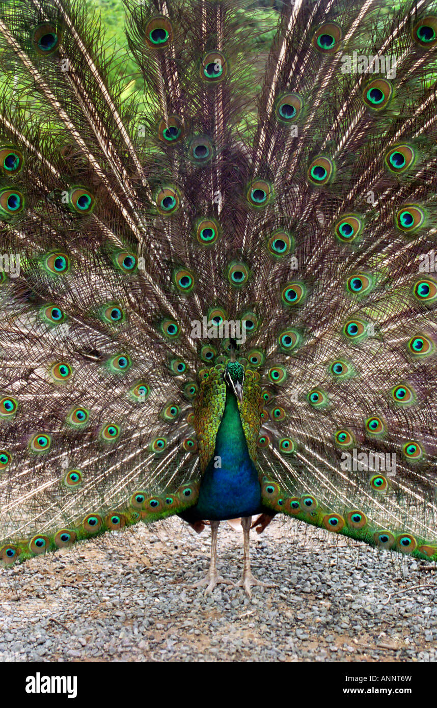 Indian Peacock Portrait Of Blue Peacock · Free Stock Photo