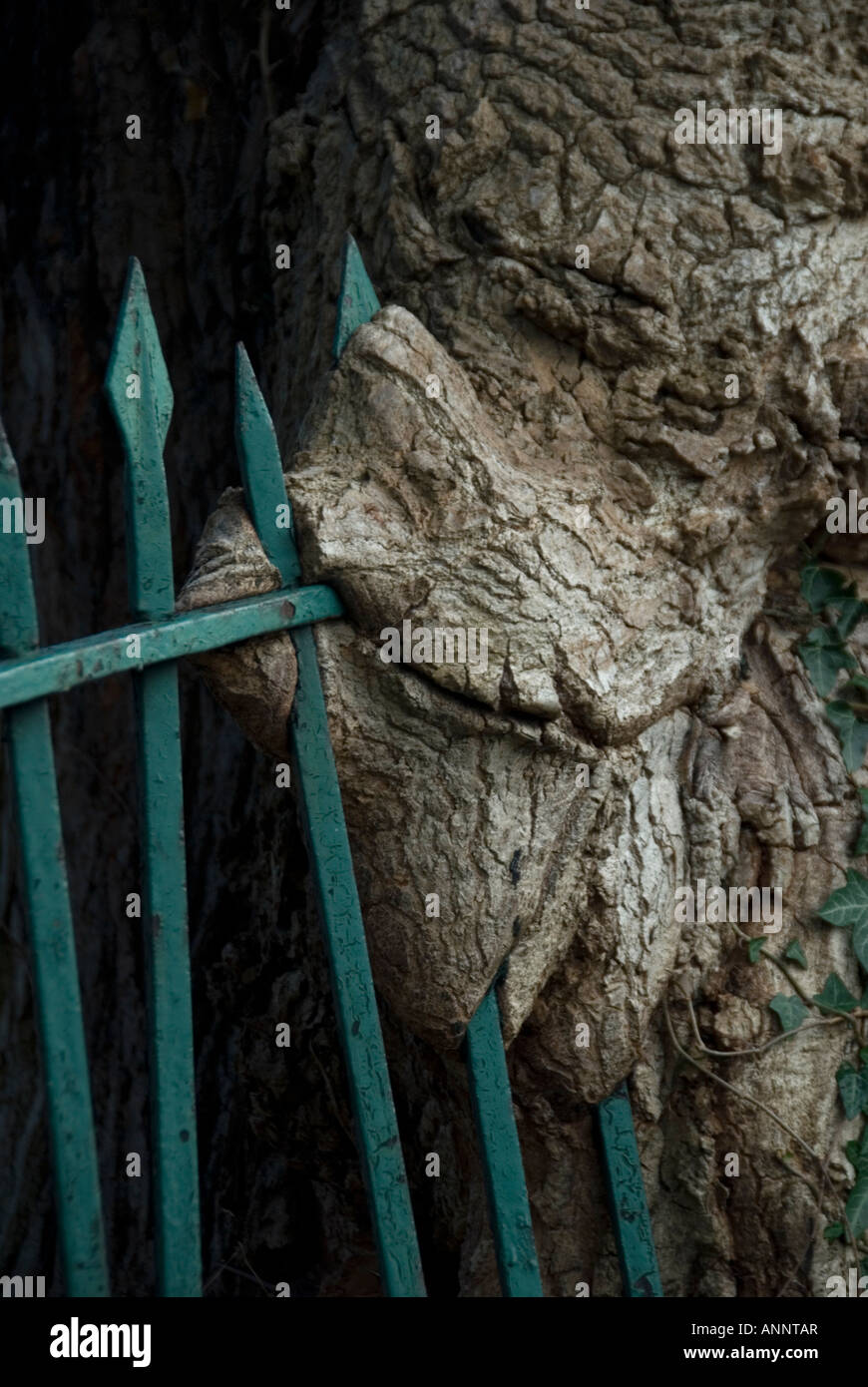 A large tree appears to be slowly devouring a cast iron fence Stock ...