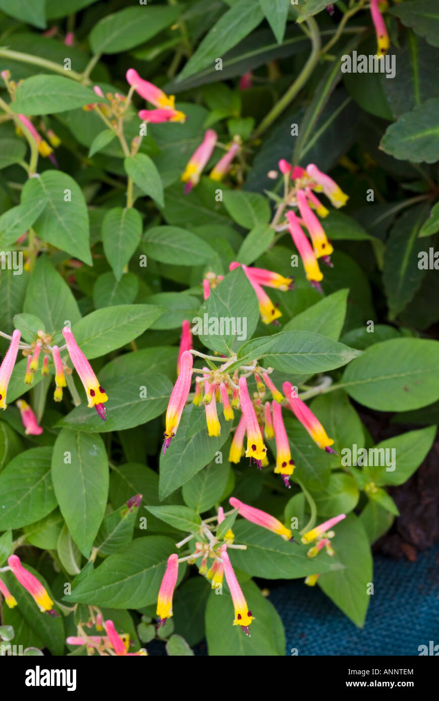 Cuphea cyanea 'Harlequin': Tri-colored coloured Cuphea, Cigarette Plant ...