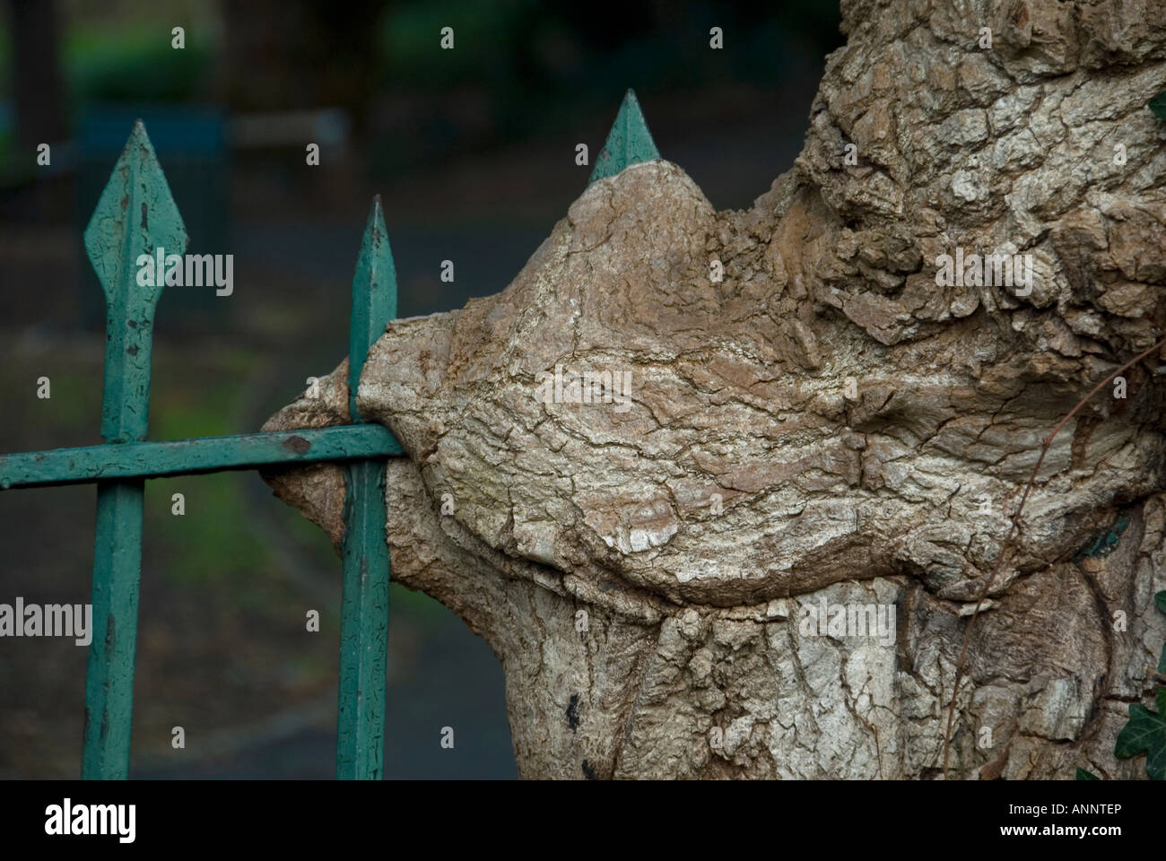A large tree appears to be slowly devouring a cast iron fence Stock ...