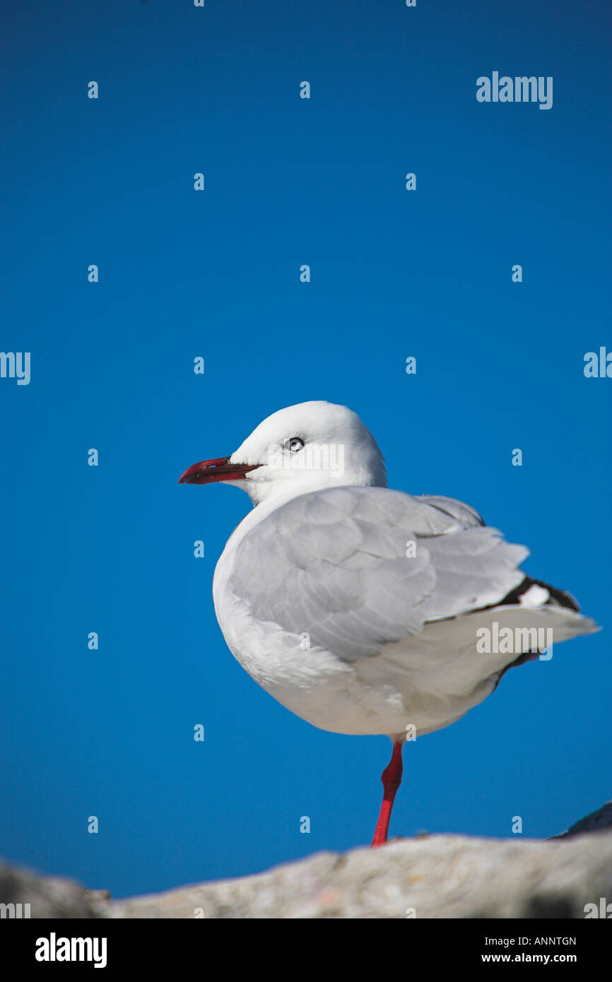 Red billed gull Maori name tarapunga Larus scopulinus New Zealand ...