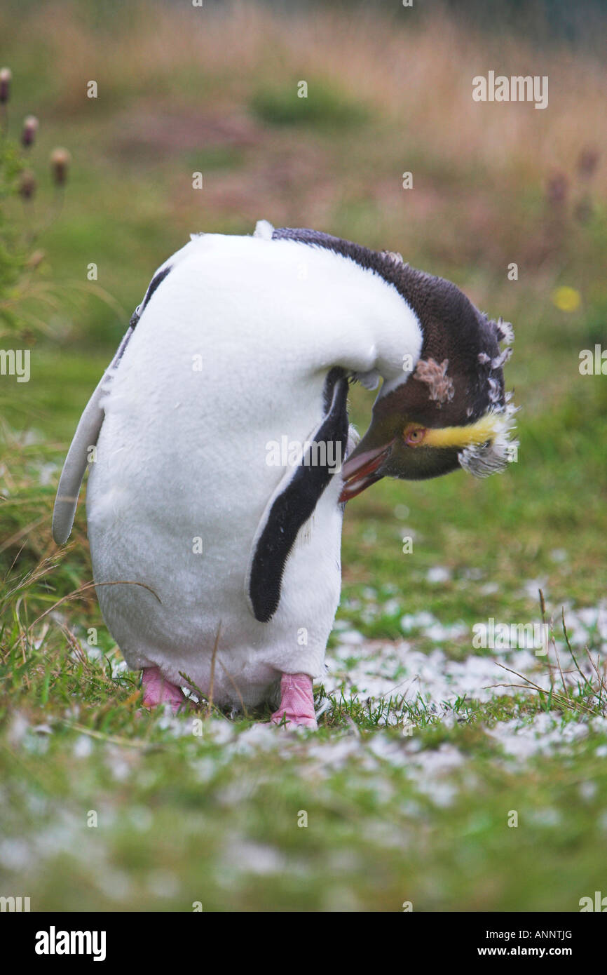 Moulting Yellow eye penguin at Penguin Place reserve World s rarest ...