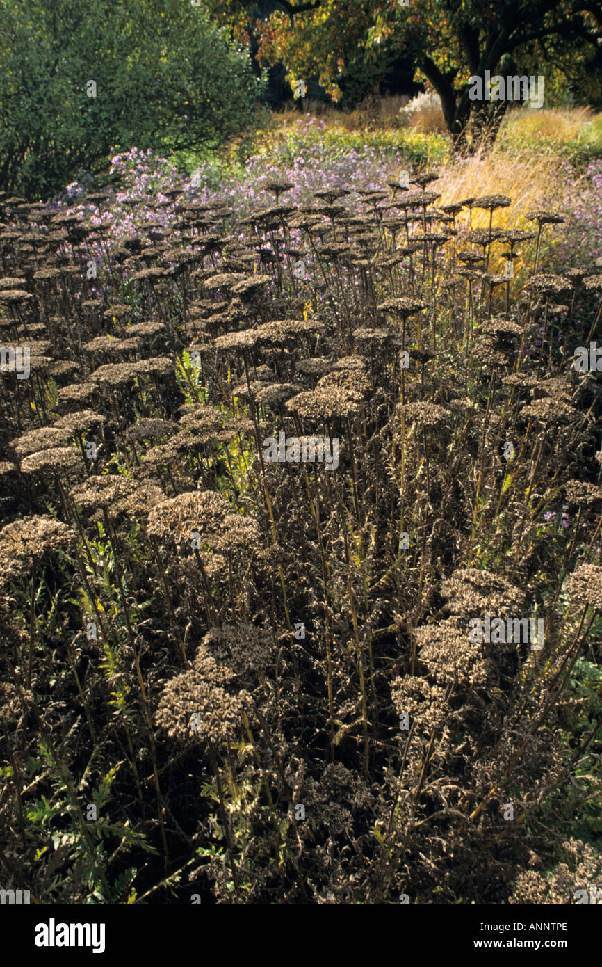 Fernleaf yarrow (Achillea filipendulina 'Gold Plate' Stock Photo - Alamy