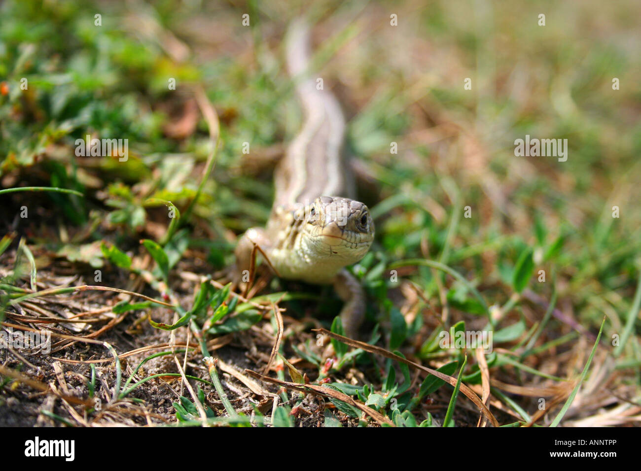 Terrarium scene hi-res stock photography and images - Alamy