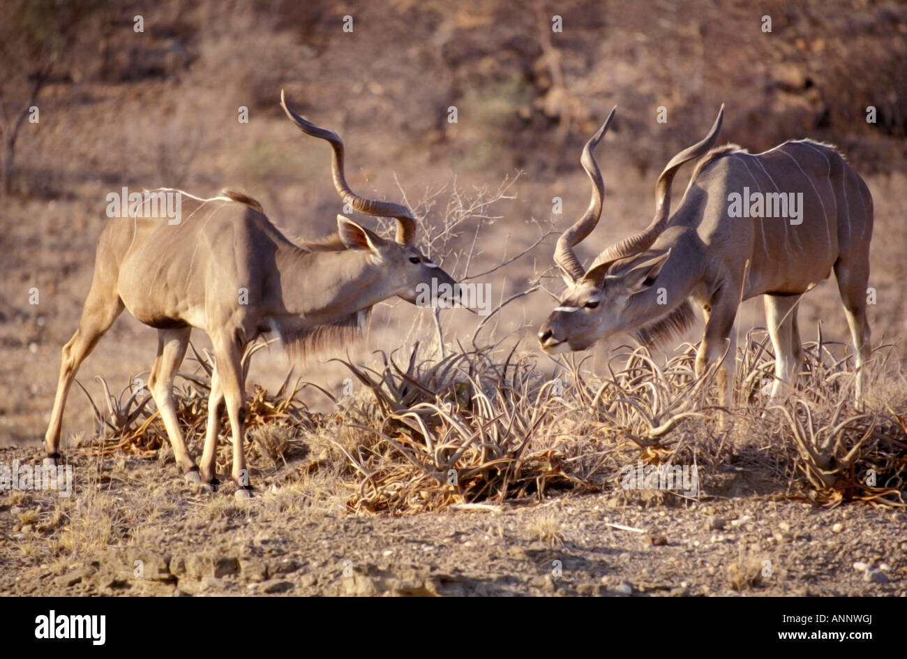 Greater kudu pair hi-res stock photography and images - Alamy
