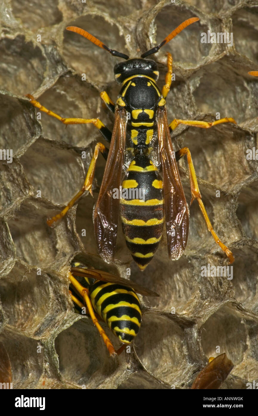 Carnivorous wasp hi-res stock photography and images - Alamy