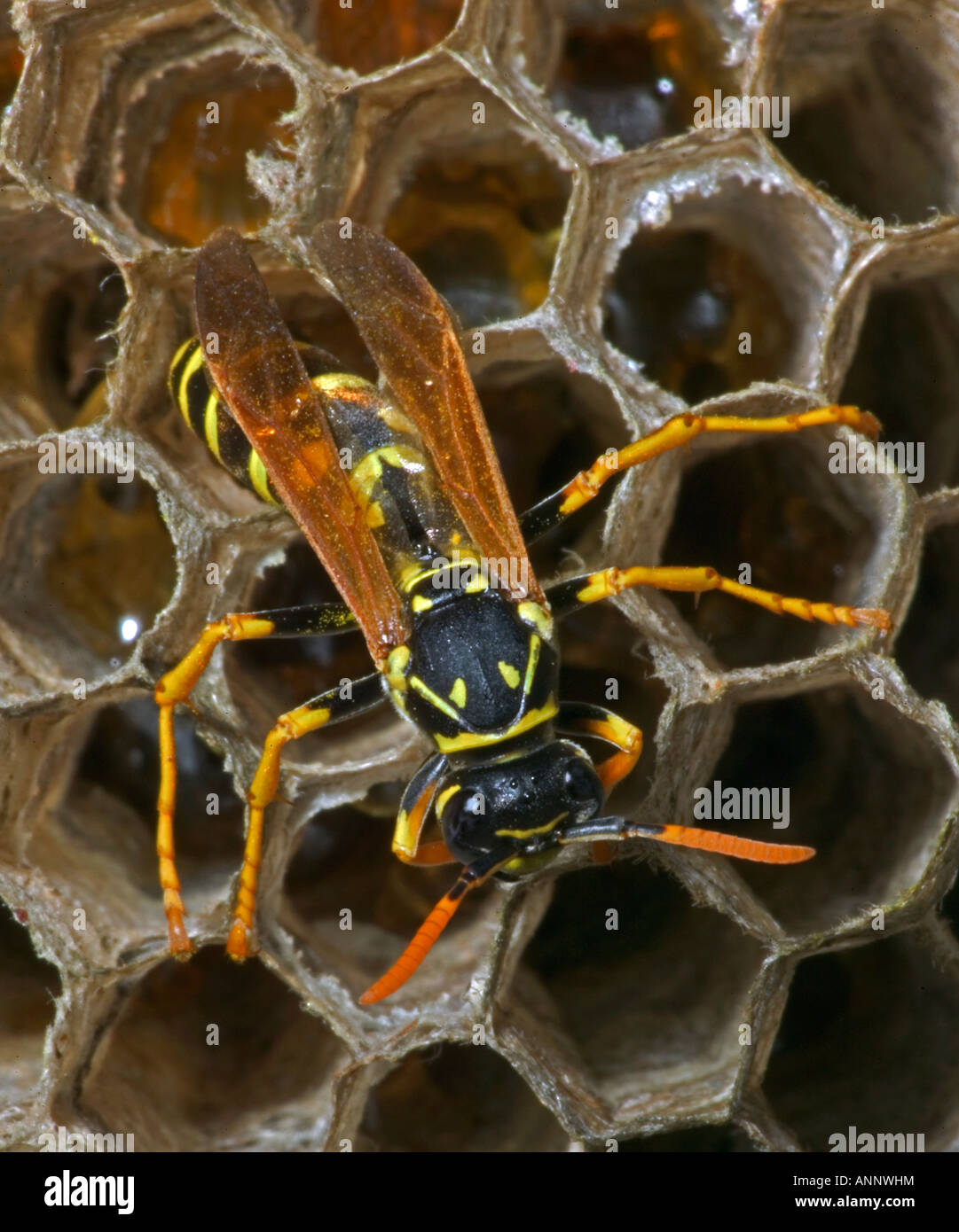 Paper wasp north america hi-res stock photography and images - Alamy