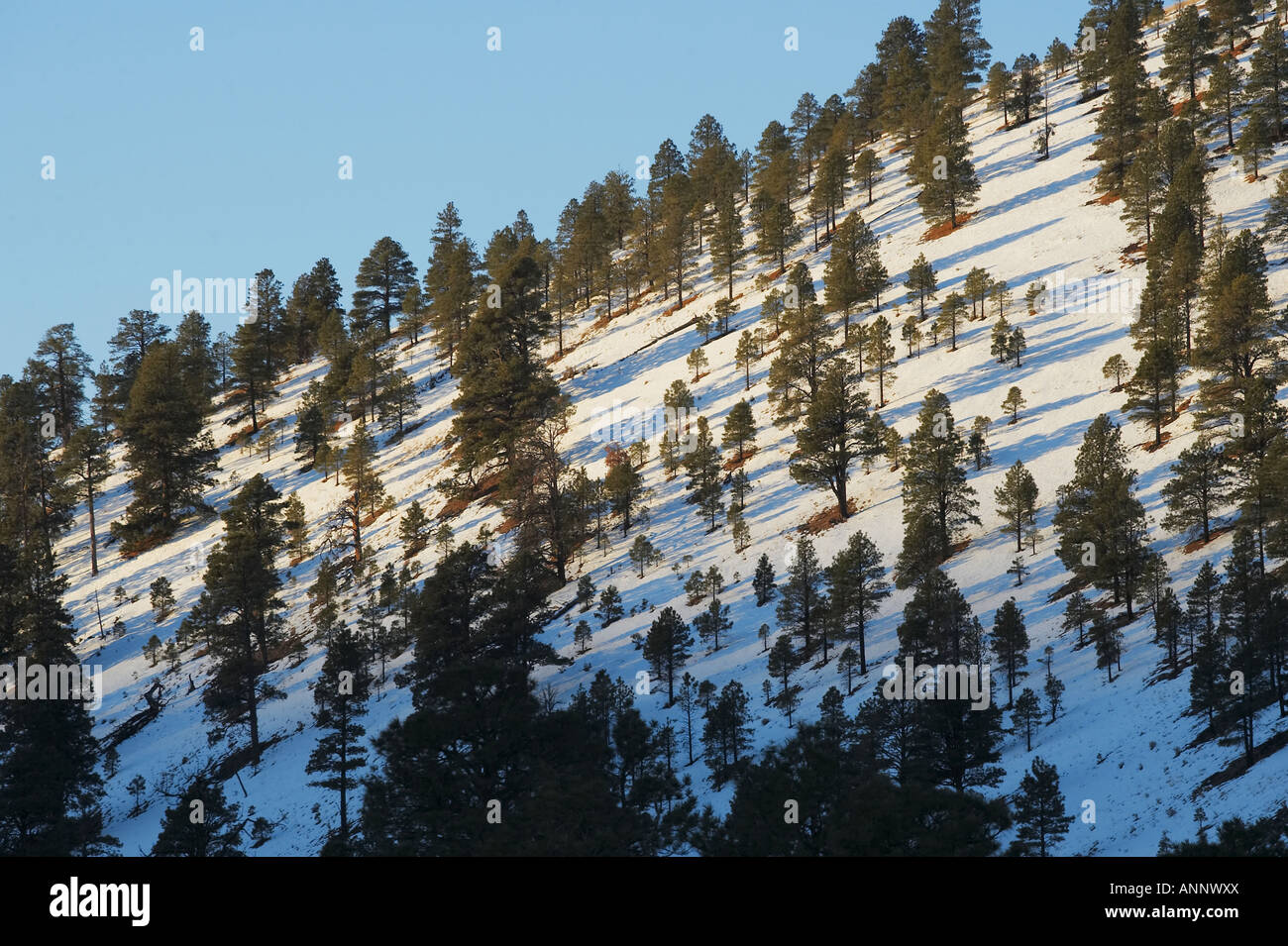 Sunset Crater, Northern Arizona Stock Photo - Alamy
