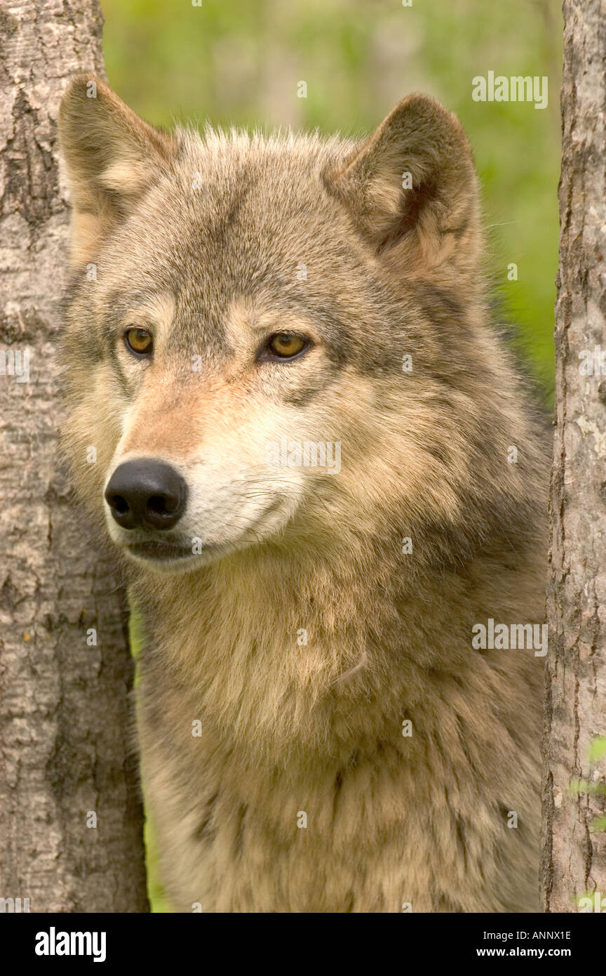 Gazing intently in hi-res stock photography and images - Alamy