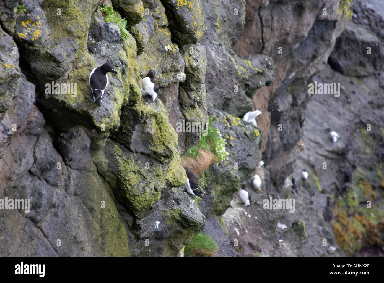 Seabirds on cliffs of Carrick a rede Island National Trust in the rain ...