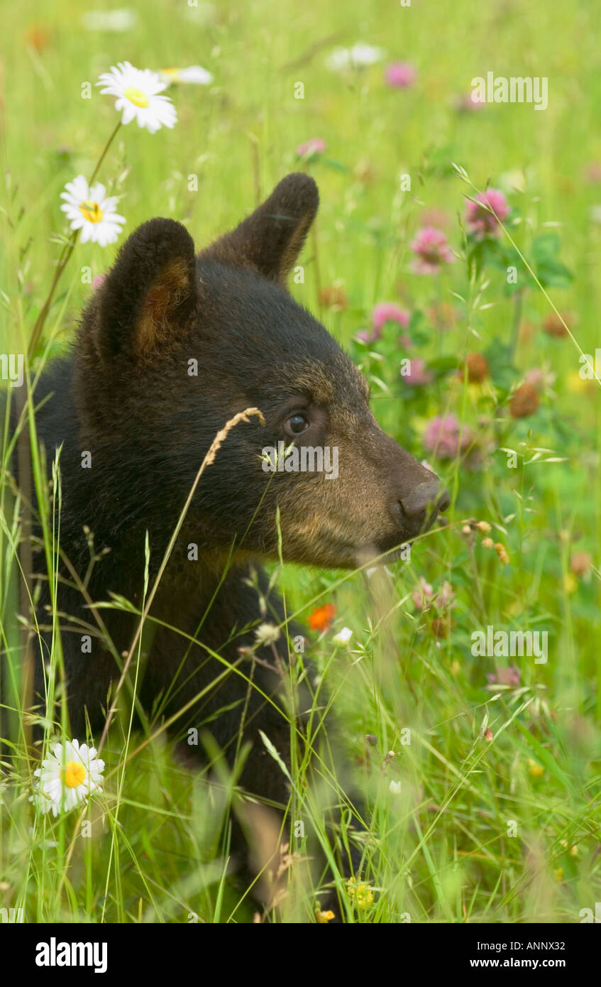 Black bear cub in wildflowers hi-res stock photography and images - Alamy