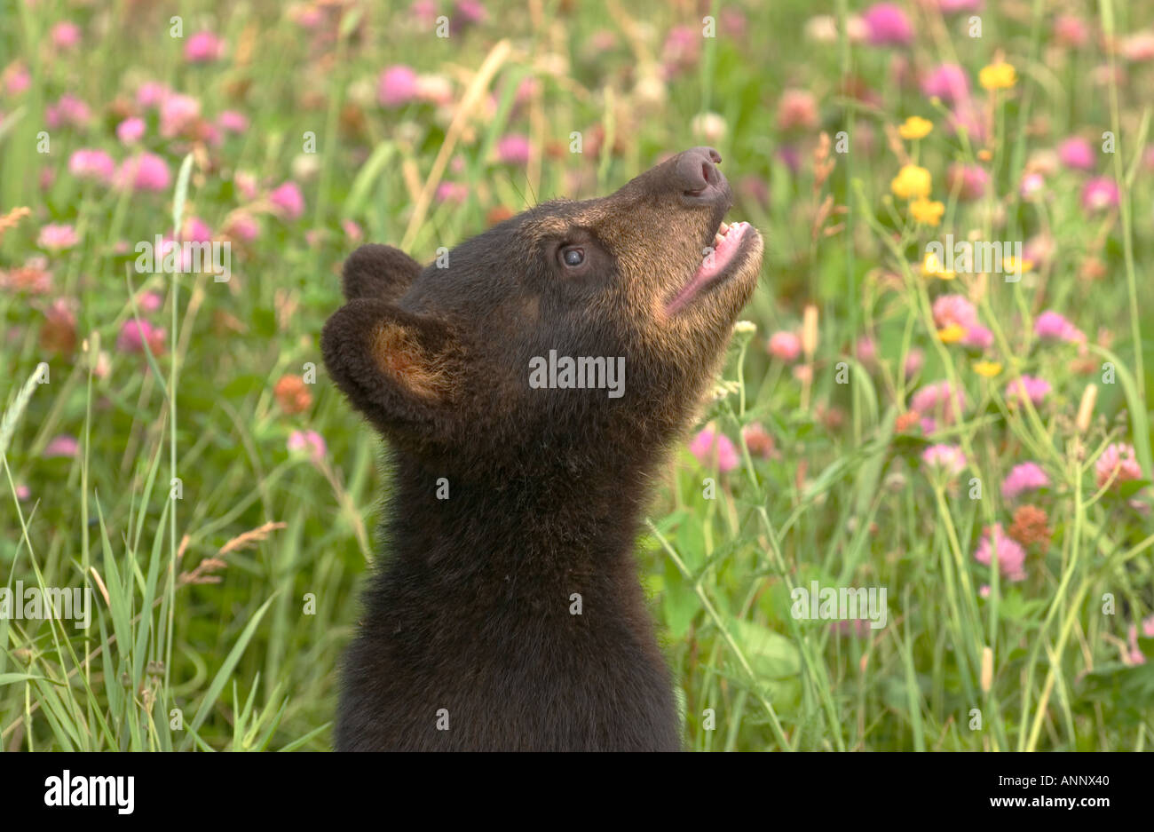 Black bear cub sniffing hi-res stock photography and images - Alamy