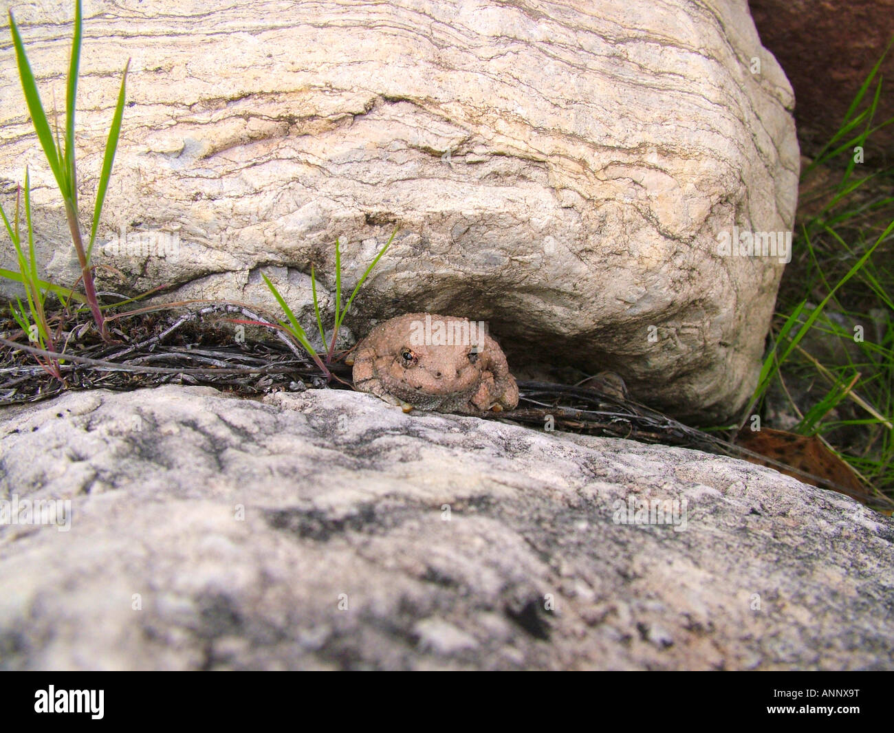 A Canyon Tree Frog or Arizona Tree Frog (Hyla arenicolor) along Kwagunt ...
