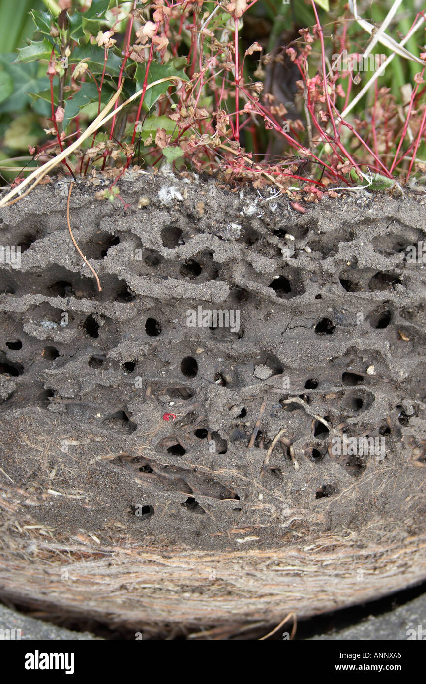 Ants nest interior in garden revealed by exposing the edge on the ...