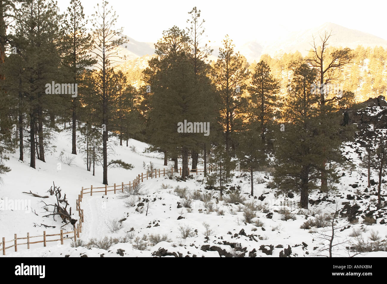 San francisco peak sunset crater hi-res stock photography and images ...