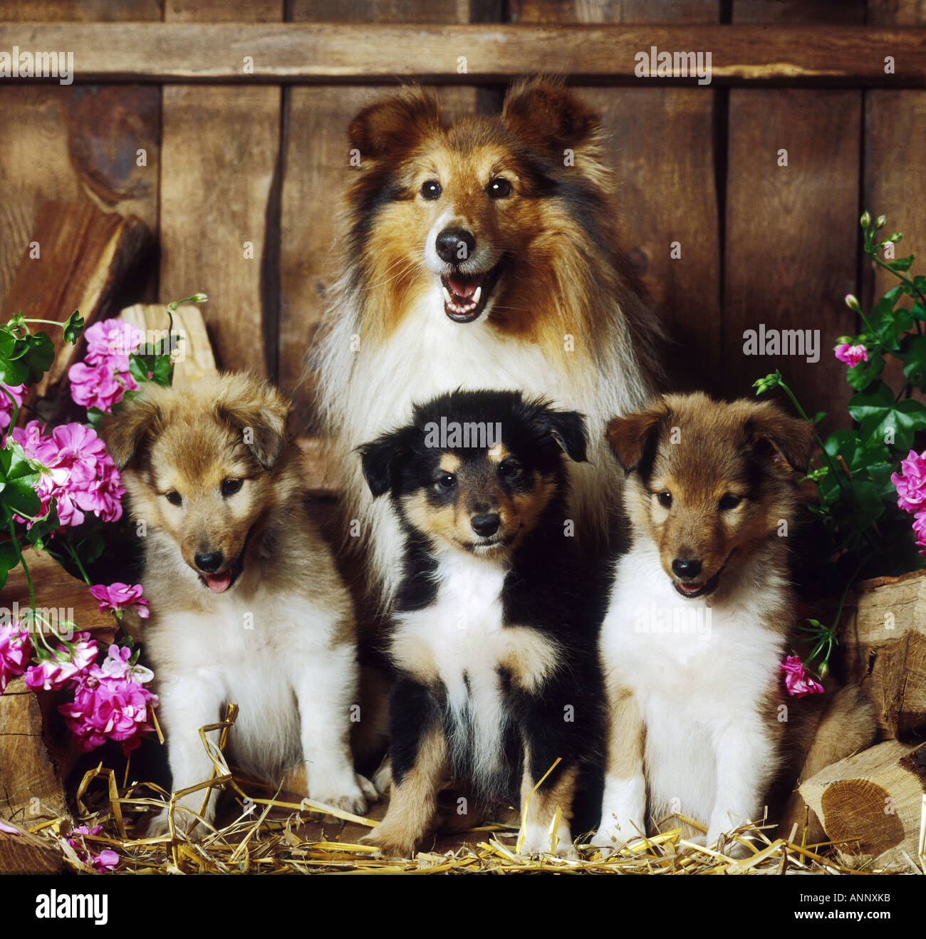 4 shelties hi-res stock photography and images - Alamy
