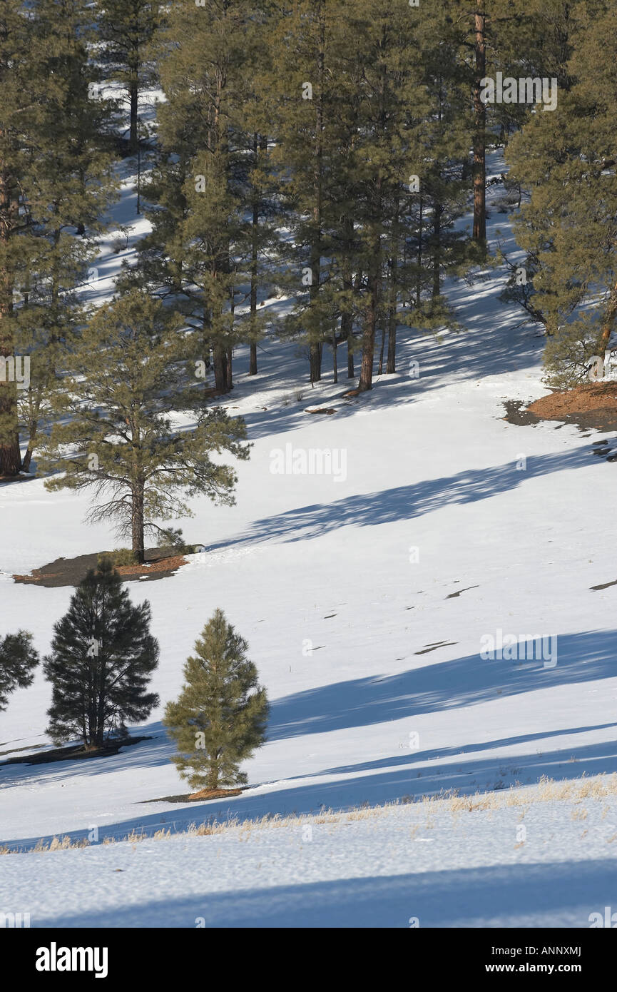San francisco peak sunset crater hi-res stock photography and images ...