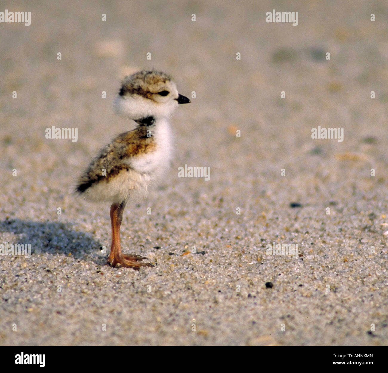 Piping Plover chick Life cycle of birds Shorebirds New York, Long ...