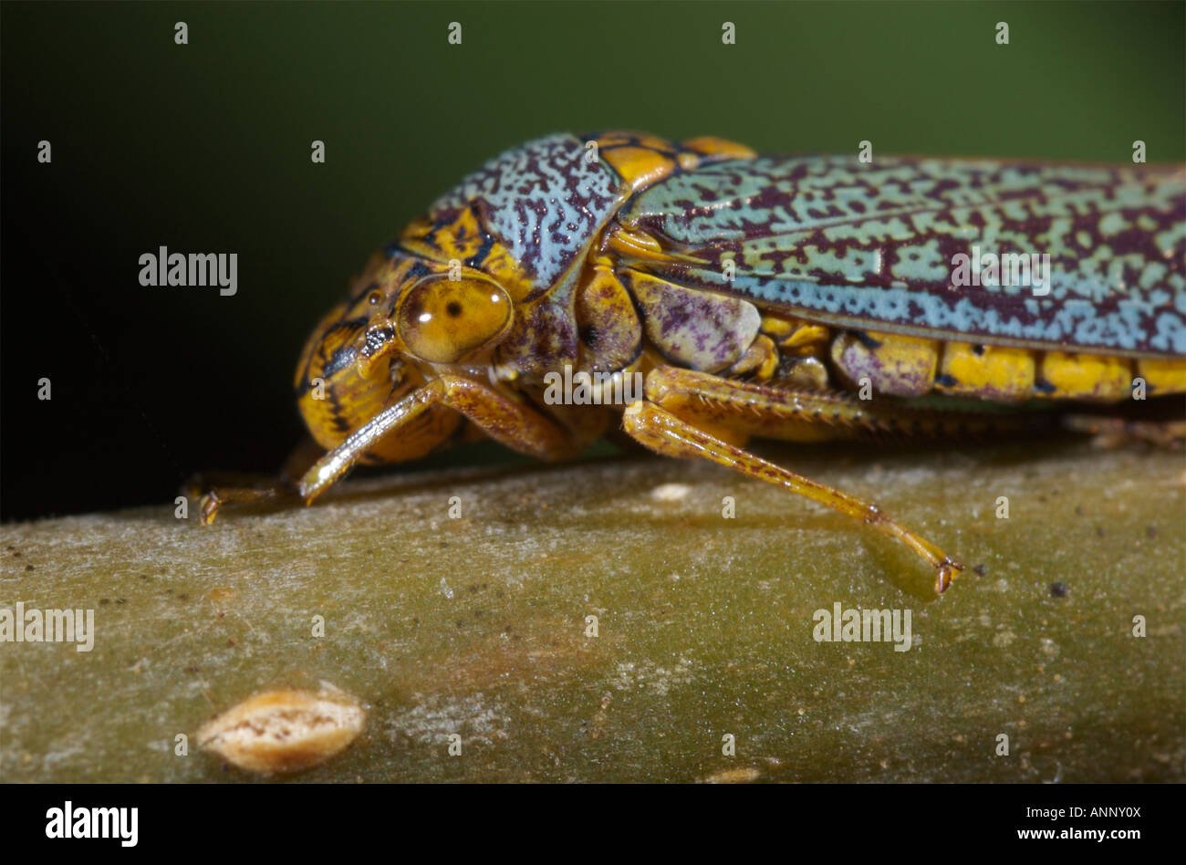 Sharpshooter bug hi-res stock photography and images - Alamy