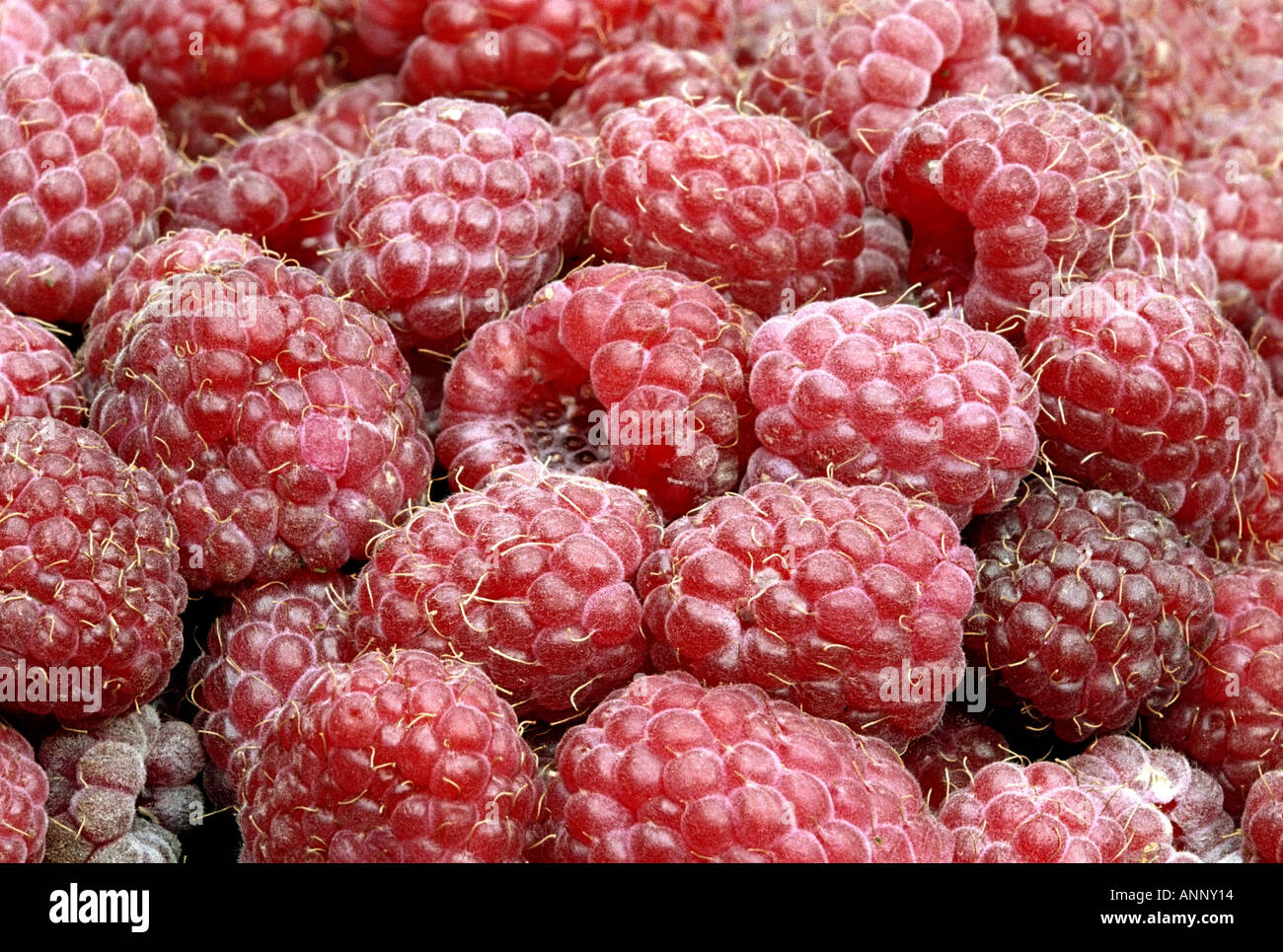 Rubus idaeus raspberries on plant hi-res stock photography and images ...