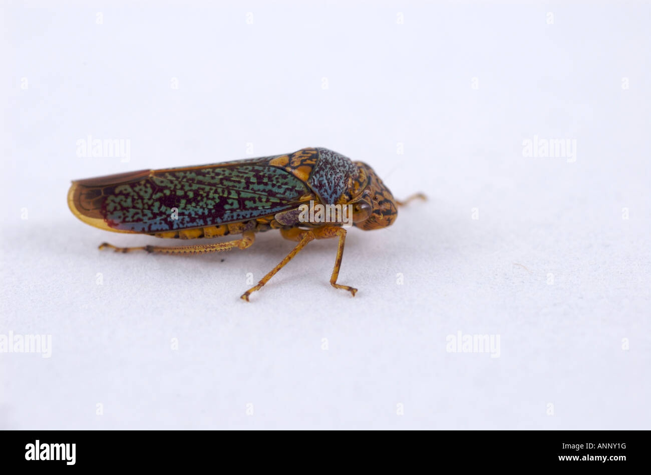 Broad headed sharpshooter on a white background Oncometopia orbona ...