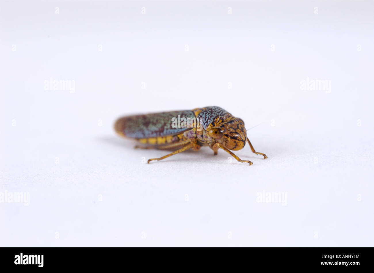 Broad headed sharpshooter on a white background, Oncometopia orbona ...