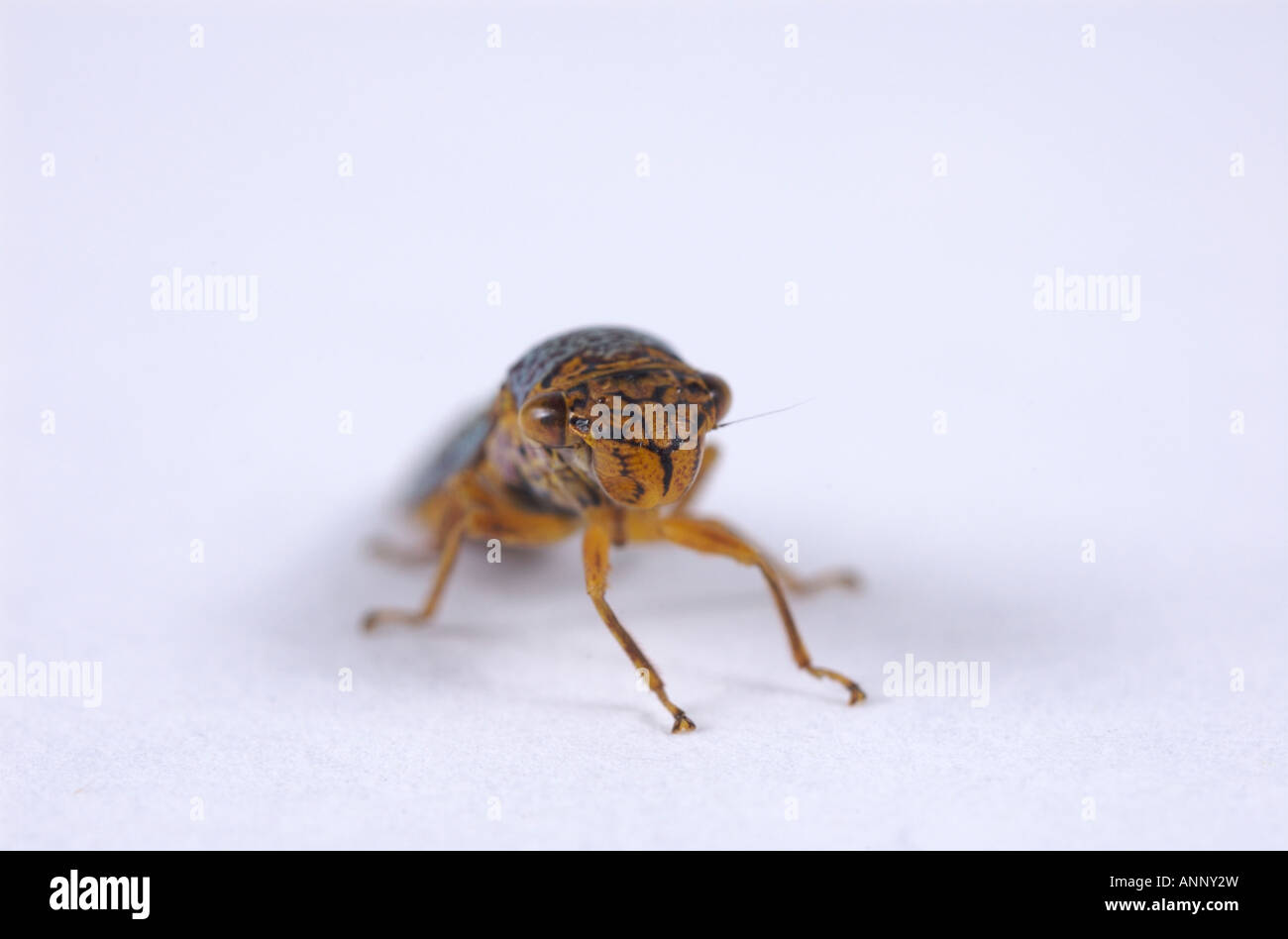 Broad headed sharpshooter on a white background Oncometopia orbona ...
