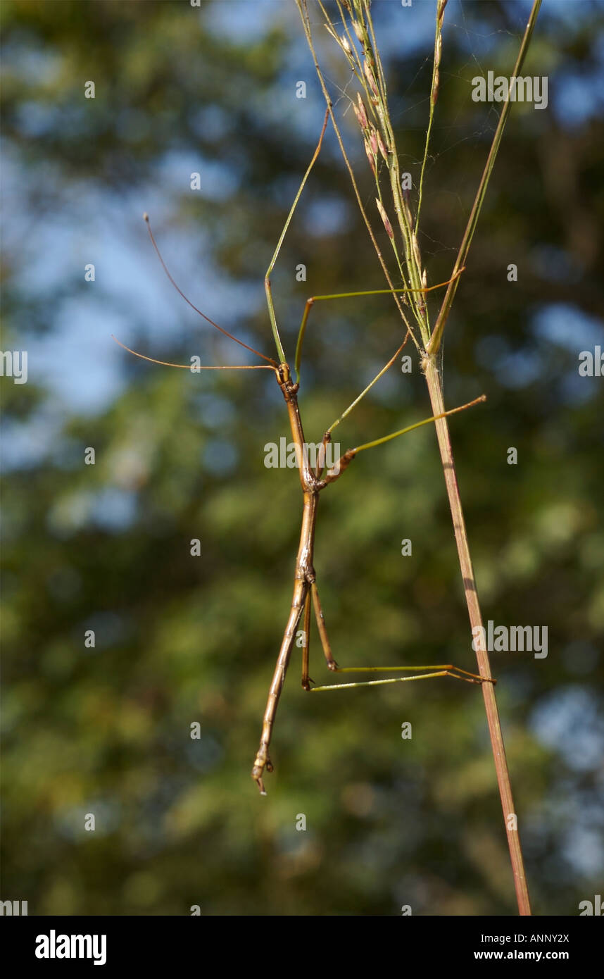 Northern Walking Stick