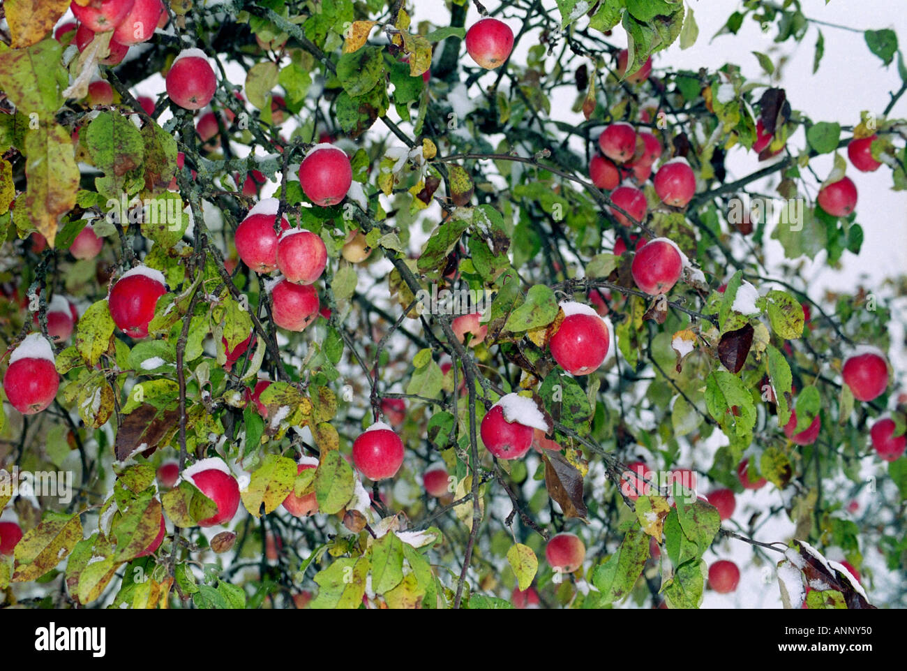Pome tree hi-res stock photography and images - Alamy