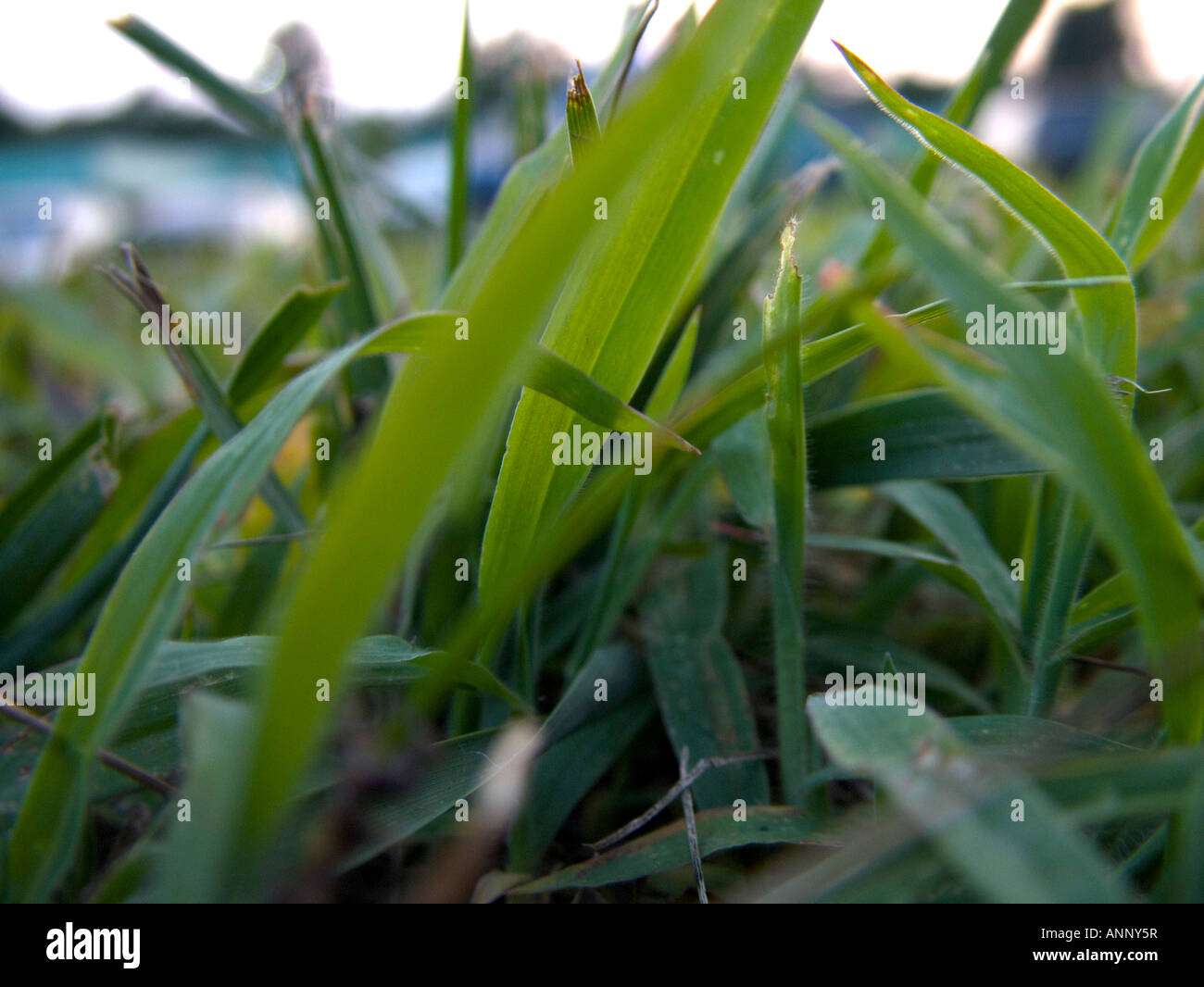 Watch the Grass Grow Stock Photo - Alamy