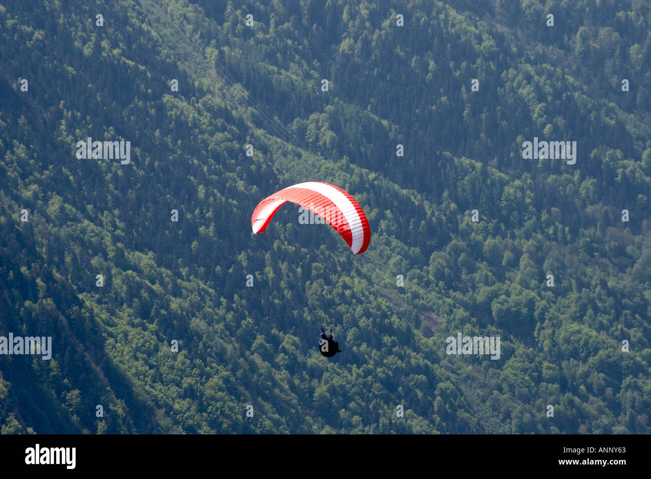 Paragliding pilot flying red and white paraglider with trees and forest ...